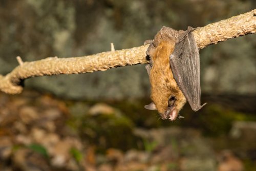 Bat Removal & Control - Varment Guard Wildlife Services